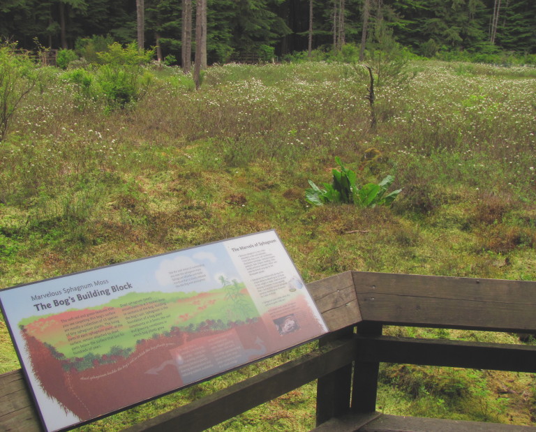 Camosun Bog is an Urban Oasis | KEN WYDER | Point Grey Now